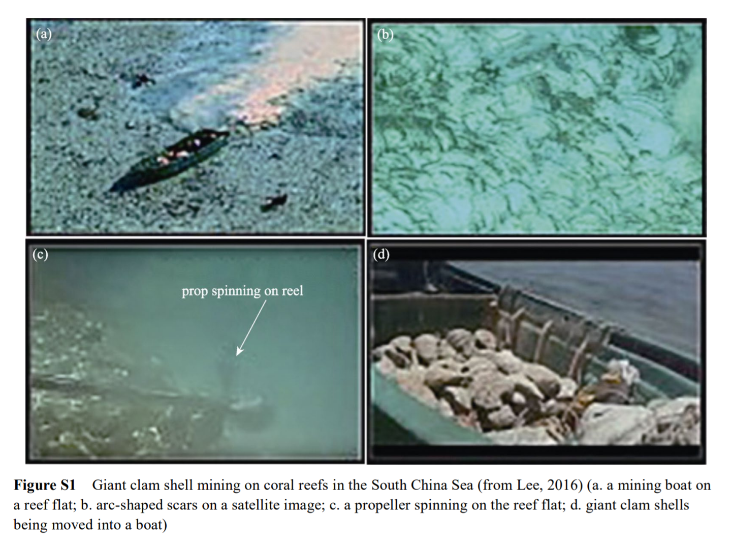 Hot Paper - Substrate damage and recovery after giant clam shell mining ...